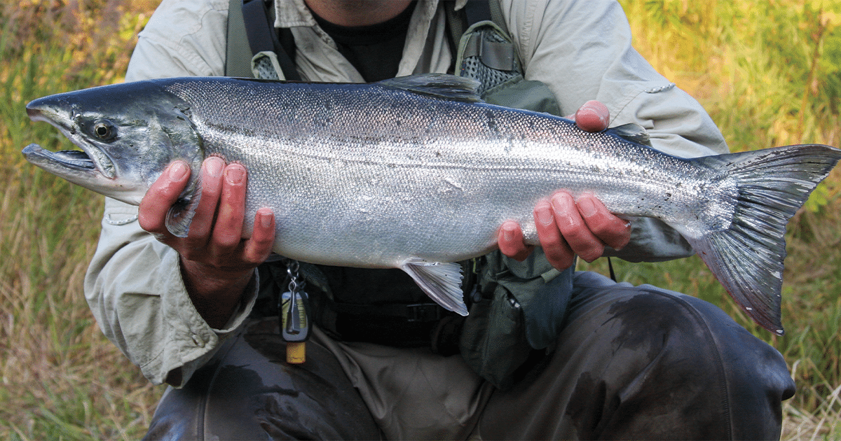 Alaska Silver Salmon Fishing: Everything You Need to Know - Kodiak ...
